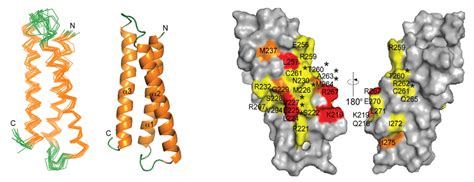 Nmr Spectroscopy Services Creative Biostructure