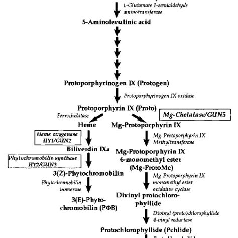 The Plastid Tetrapyrrole Biosynthetic Pathway Download Scientific