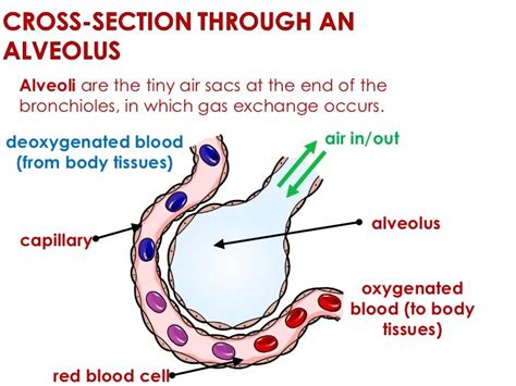 Diffusion Definition And How Does It Occur With Diagram