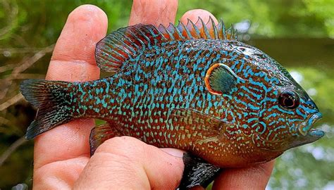 Chicago Outdoors Tracking The Mysterious Striking Northern Sunfish