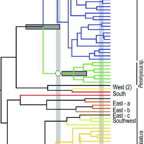 Multilocus Bayesian Species Tree For North American Peromyscus Sp P