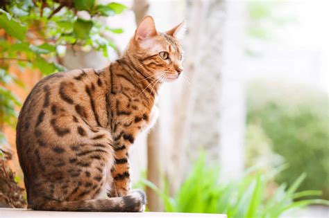Bengal Orange Tabby Mix