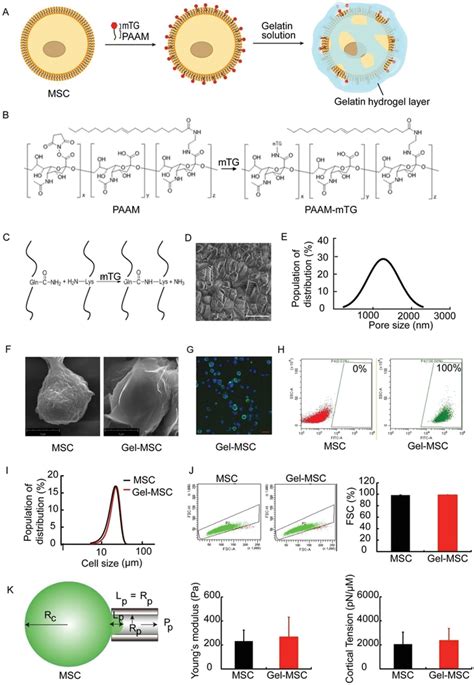 The Paam Mtg Method Efficiently Generates A Nanogel Coating Over The Download Scientific