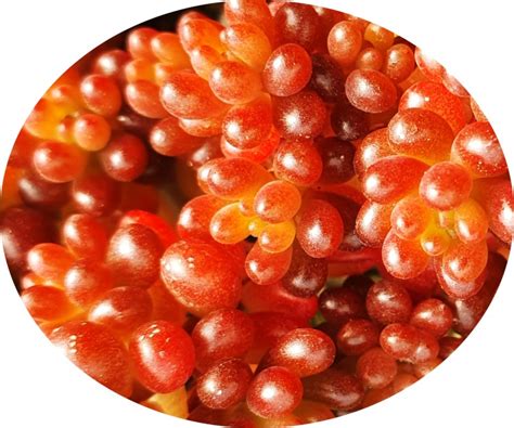 2편 다육식물의 속에 대해 알면 좀 더 키우기 쉬울 것 같아서 올려 봅니다레티지아 춘맹 을녀심 청옥 청솔 구슬얽이