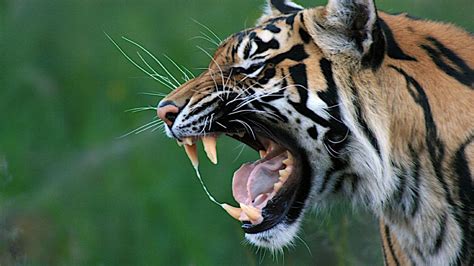 Tiger Roaring Wallpapers Wallpaper Cave