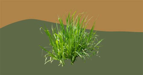 Can Bearded Dragons Eat Grass Updated