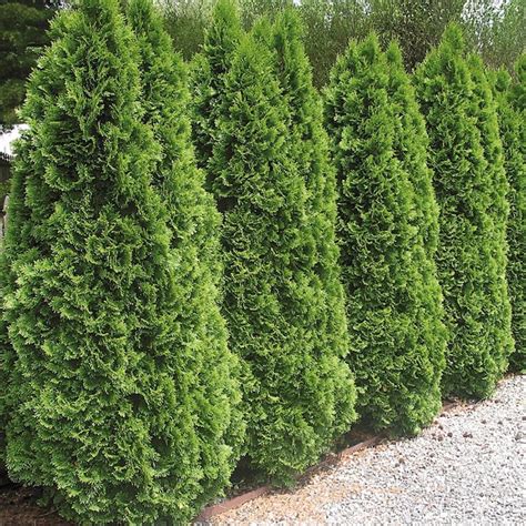 Emerald Green Arborvitae Screening Shrub In 5 Gallon S Pot Nursery At