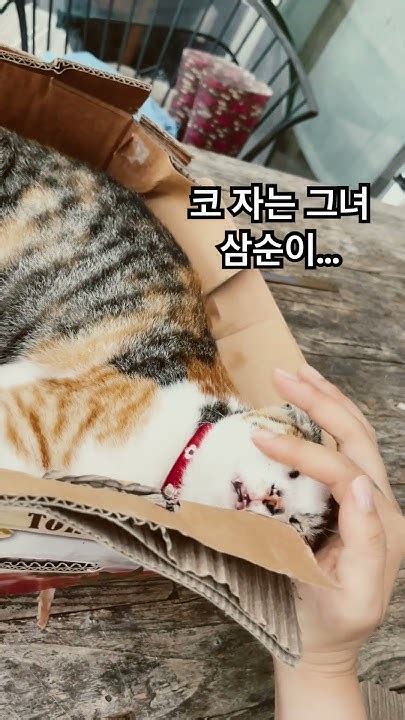 코자는 삼순이💗드렁슨 푸데푸데데 아기 고양이 고양이일상 Youtube