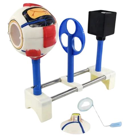 Bes Hk 131 Model Of Human Functional Eye At Best Price