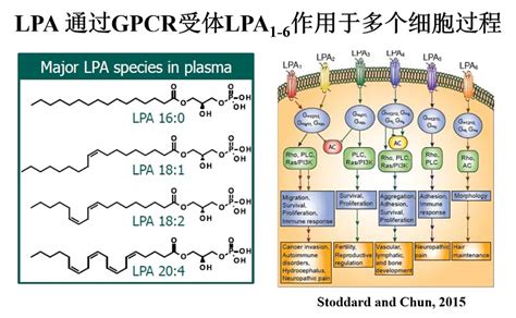 写意报告丨新型治疗特发性肺纤维化药物研发 特发性肺纤维化患者的肺活量随组织纤维化进展而逐渐下降最终危及生命他们的平均生存期只有2 8年5