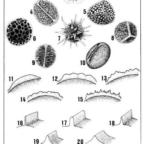 Pdf Spore Morphology And Stomatal Types In The Fern Genera Asplenium Ceterach And Phyllitis