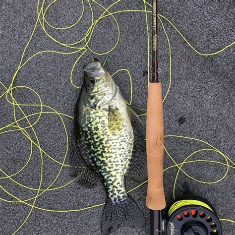 How Do Fish Breed Understanding The Fascinating Process F