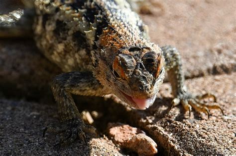 NSFW Reptiles Birding PI