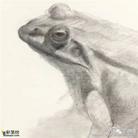 素描手繪逼真青蛙 每日頭條
