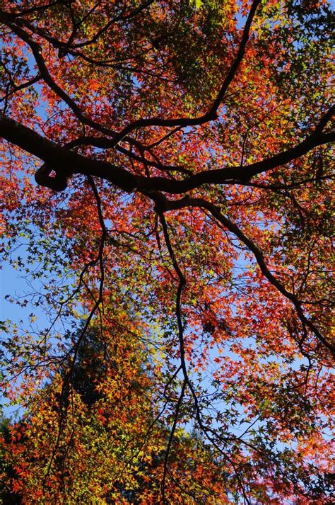 Maple Tree And Turning Red Leaves Stock Image Image Of Tree Blue