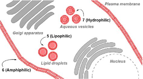 Anticipated Subcellular Localizations Of Fluorophores 5 7 Subcellular Download Scientific
