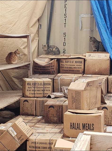 Dfac Cats Of Syria R Army