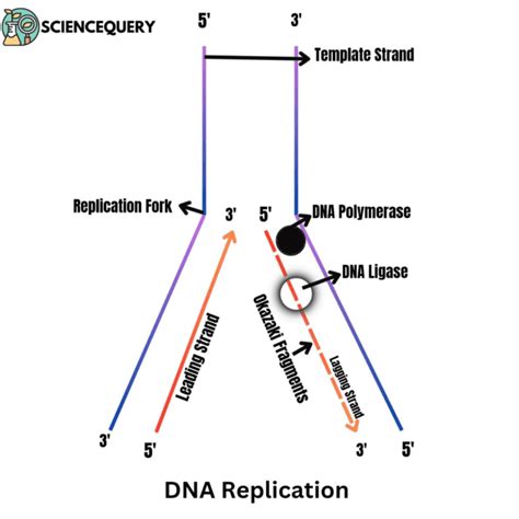 Template Vs Coding Strand Sciencequery