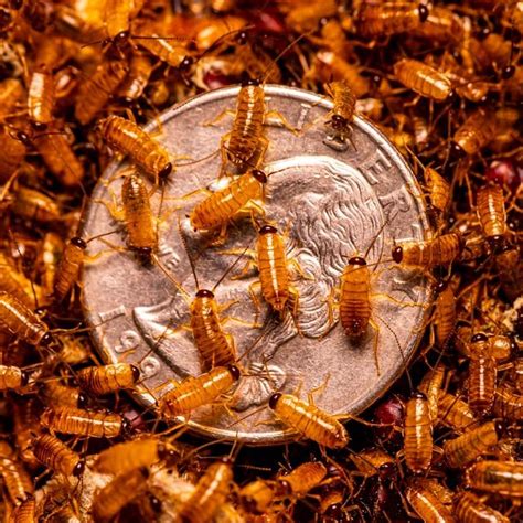 Red Runner Roaches — Pnw Reptile Bites