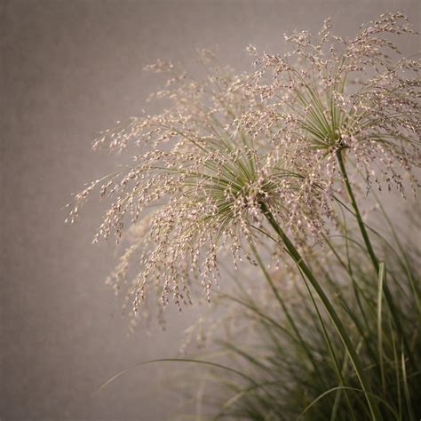 Deschampsia Cespitosa Tufted Hair Grass 1 Gallon Pot Classy