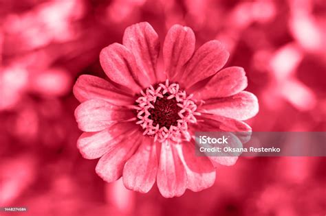 여름 정원에서 아름 다운 꽃 클로즈업입니다 컬러 비바 마젠타 2023년의 색상을 보여줍니다 0명에 대한 스톡 사진 및 기타 이미지 Istock