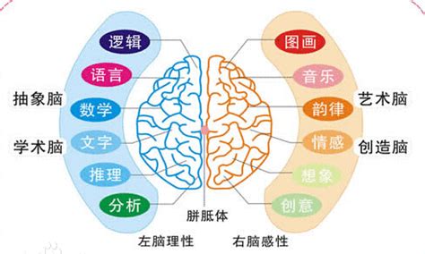 右脑开发图册 360百科