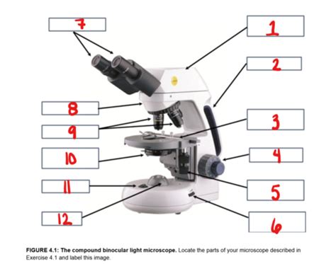 Biol 252 Lab Topc 4 Microscopy And Prokaryotes Flashcards Quizlet