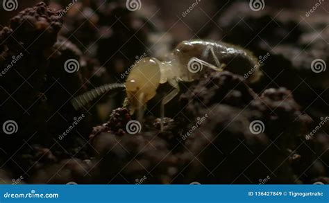Compass Termites Break Down Dead Grass And Extract Nutrients Northern