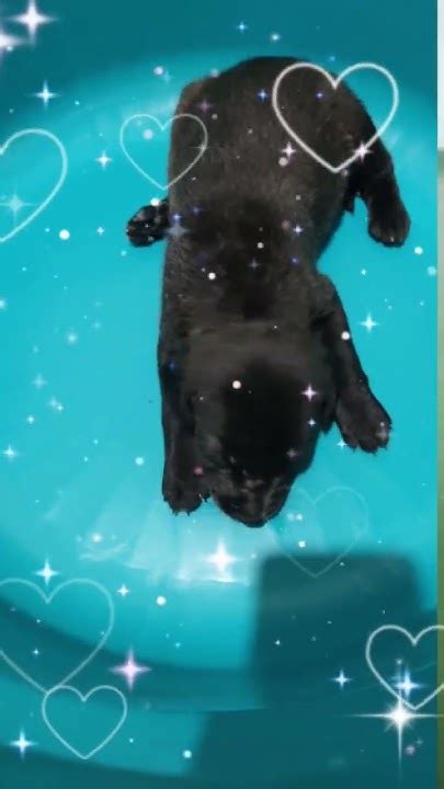 ️රොකි 🥰 බෝයි ️ Youtube