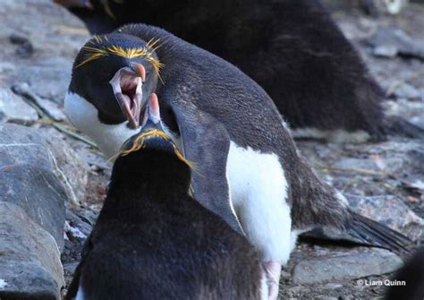 Looking At The Mouths Of Penguins Do Penguins Have Teeth Birdastic