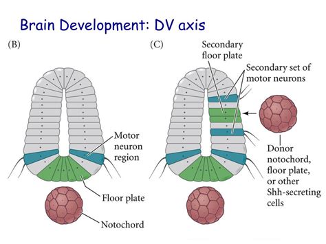 Ppt Ectoderm Fate Powerpoint Presentation Free Download Id 2433118