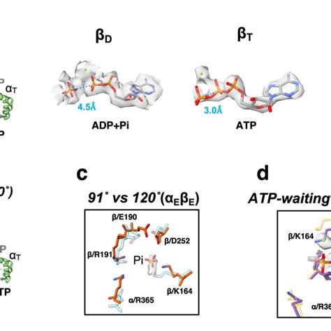 Structures Captured At Low [atp] A Cross Section Of The F1 Domain In Download Scientific