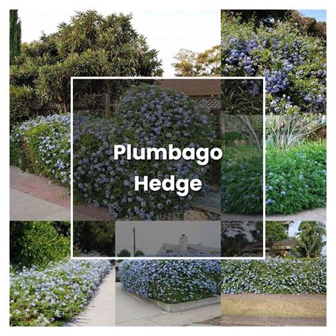How To Grow Plumbago Hedge Plant Care And Tips Norwichgardener