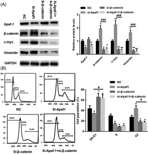 Apaf‐1 Inhibited Hepg2 Cell Malignancy By Suppressing The Wnt β‐catenin Download Scientific