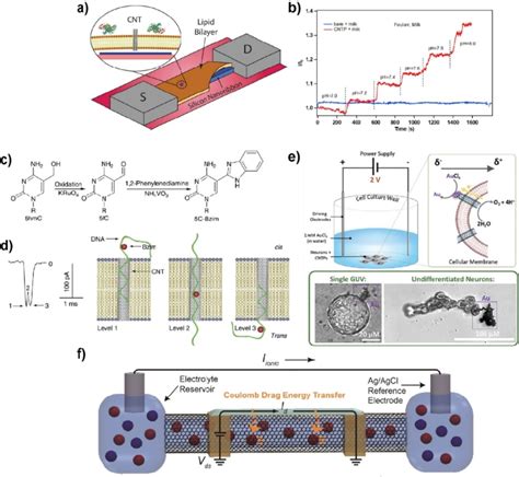 Applications Of Cnt Based Nanofluidic Devices A A Silicon Nanoribbon Download Scientific