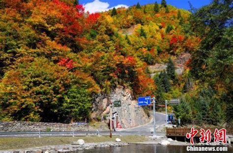 四川黑水彩林进入最佳观赏期 层林尽染秋意浓 冰山 阿坝 面积