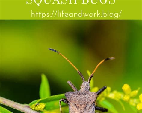 Gardening Ways To Prevent Squash Bugs Berts Blog