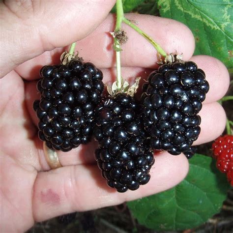 Prime Ark Freedom Blackberry Plant For Sale 6 12 Bareroot
