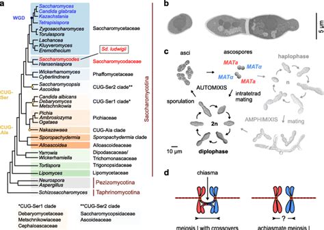 The Budding Yeast Saccharomycodes Ludwigii A Classification Of Sd