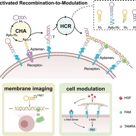 A Cellular Membrane‐confined Concatenate Dna Circuit For Non‐invasive