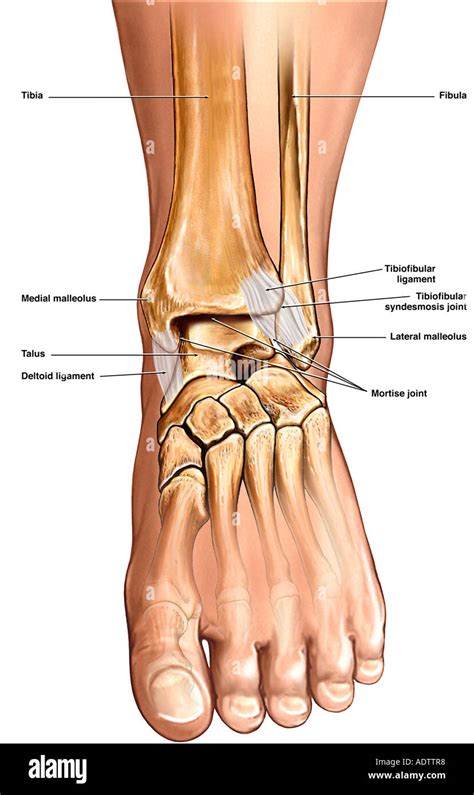 Human Ankle Anatomy Human Foot Bones Anatomy Sketch Design Of Vector