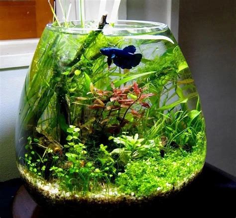 Сообщество «Мини аквариумы с рыбками и не только» ВКонтакте — публичная ...