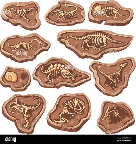 Dinosaur Bones Fossils Reptile Fossil In Ground Stone Cartoon Lizard Skeleton Jurassic