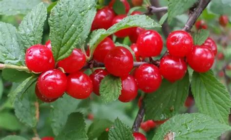 Trees With Red Berries Pictures And Identification