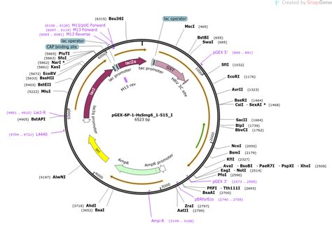 Addgene Pgex 6p 1 Hssmg6 1 515 I