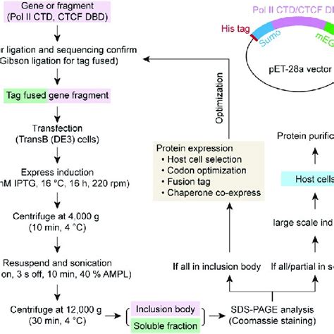 The Optimization Program Of The Idr And Dbd Domain Proteins Expression