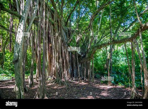 A Huge And Enormous Tree In Maui Hawaii Stock Photo Alamy