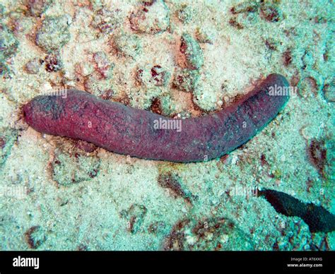 Purple And Black Edible Sea Cucumber Holothuria Edulis February 3 2008