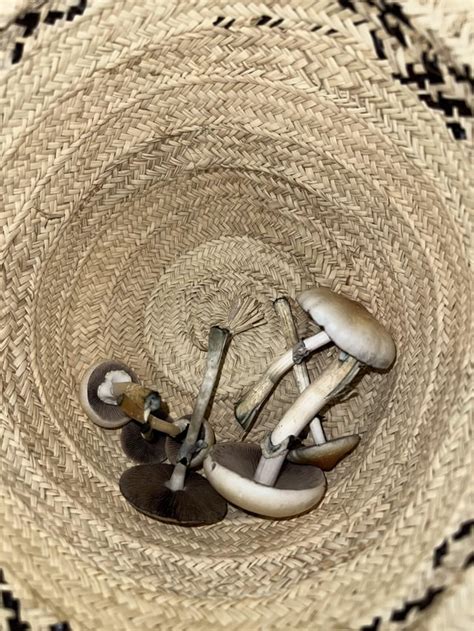 Todays Find Rpsychadelics