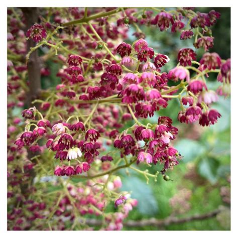 Tree Plantings Educational Tagging